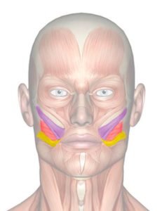 The Effects of Using the Cheek Muscles vs. the Chin Muscles When ...
